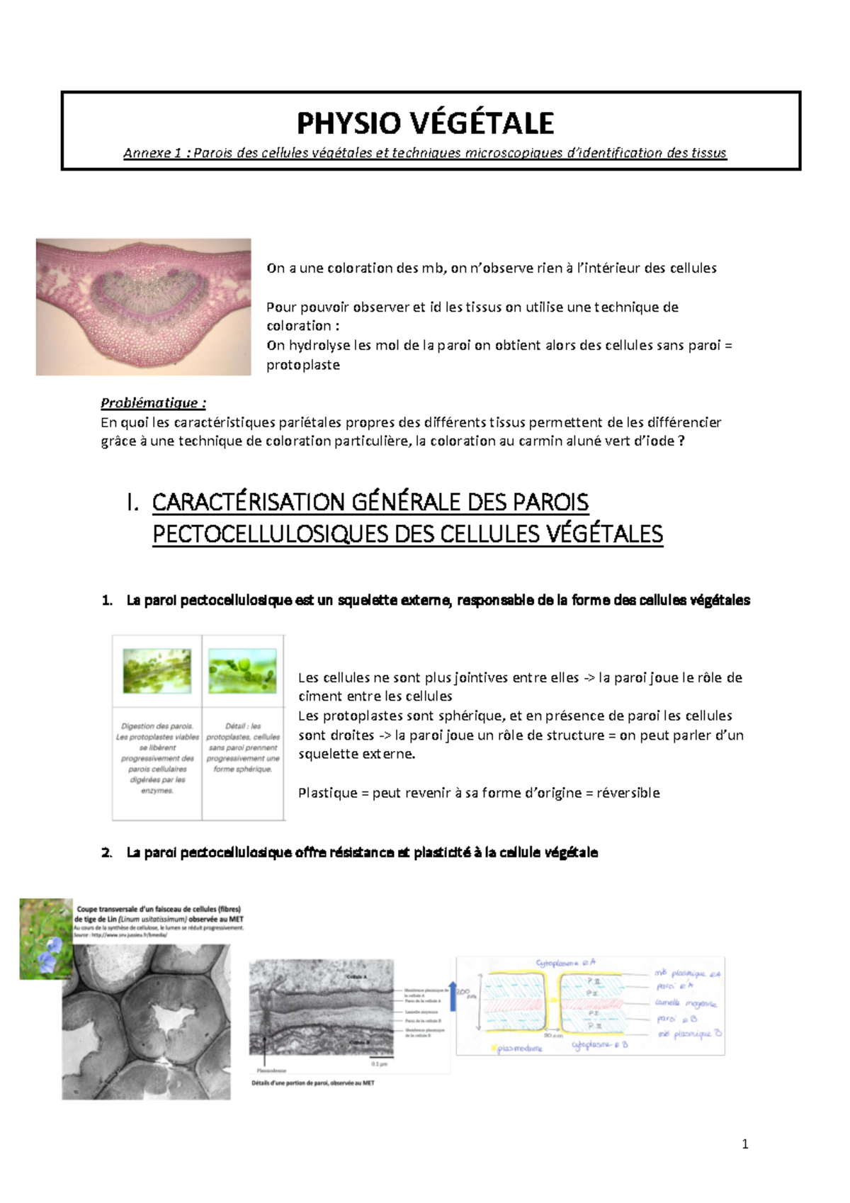 Physio végétale annexe 1 - PHYSIO VÉGÉTALE Annexe 1 : Parois des ...