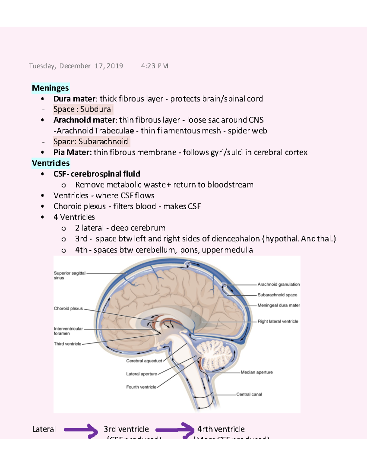 Chapter 13 continued - Lecture notes 13 - Meninges - Dura mater: thick ...