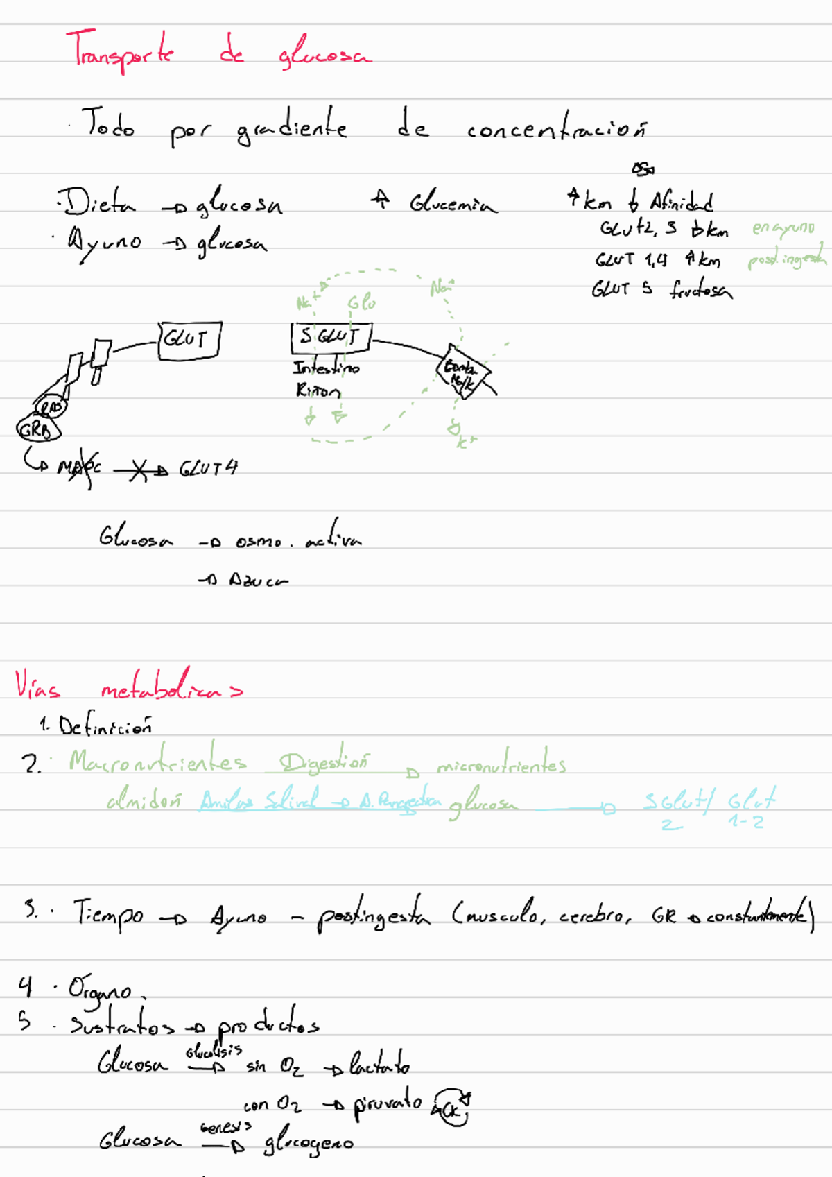 Transporte de glucosa - 3 1kk enayuno GLUT 4km Nata Glo GLUT 5 frudosa ...