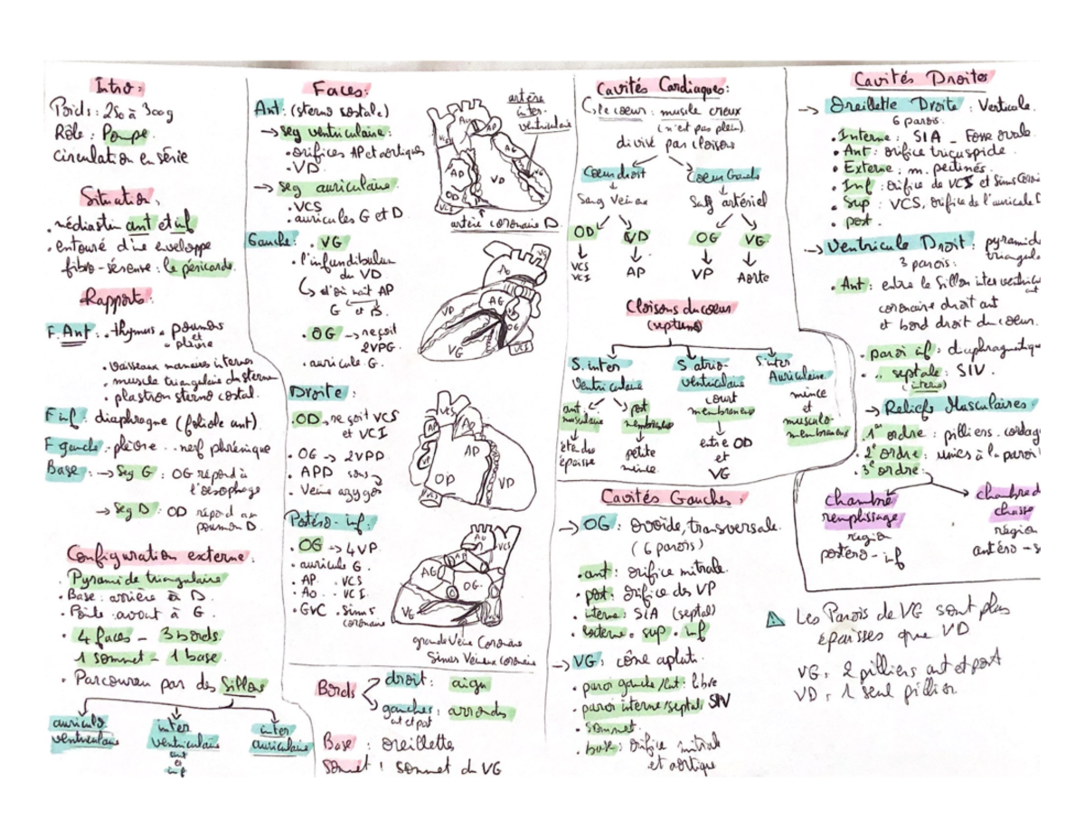 1 - coeur - anatomie pathologique - Studocu