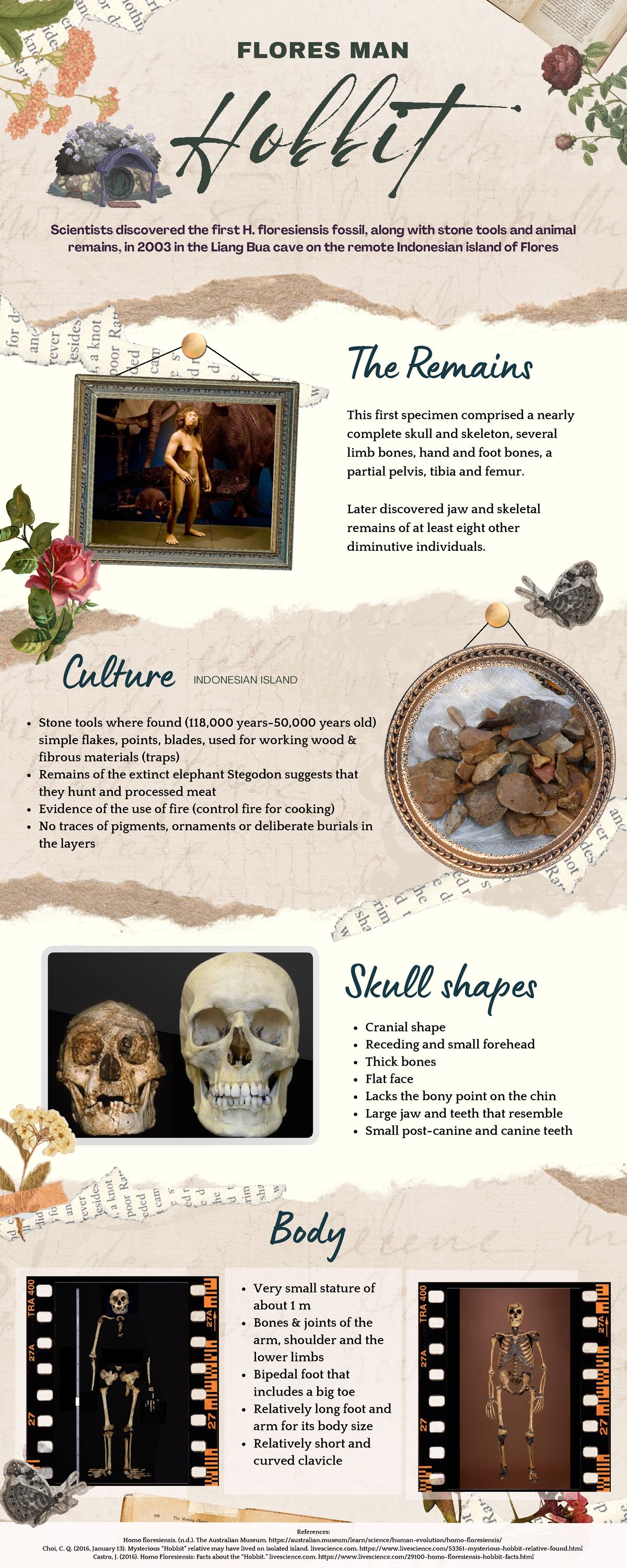 Hobbit - Hobbit FLORES MAN Culture This first specimen comprised a ...