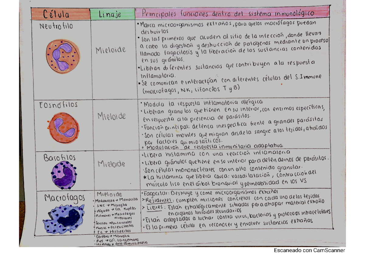 Tarea DE Celulas Linfoides Y Mieloides - Inmunología - Studocu