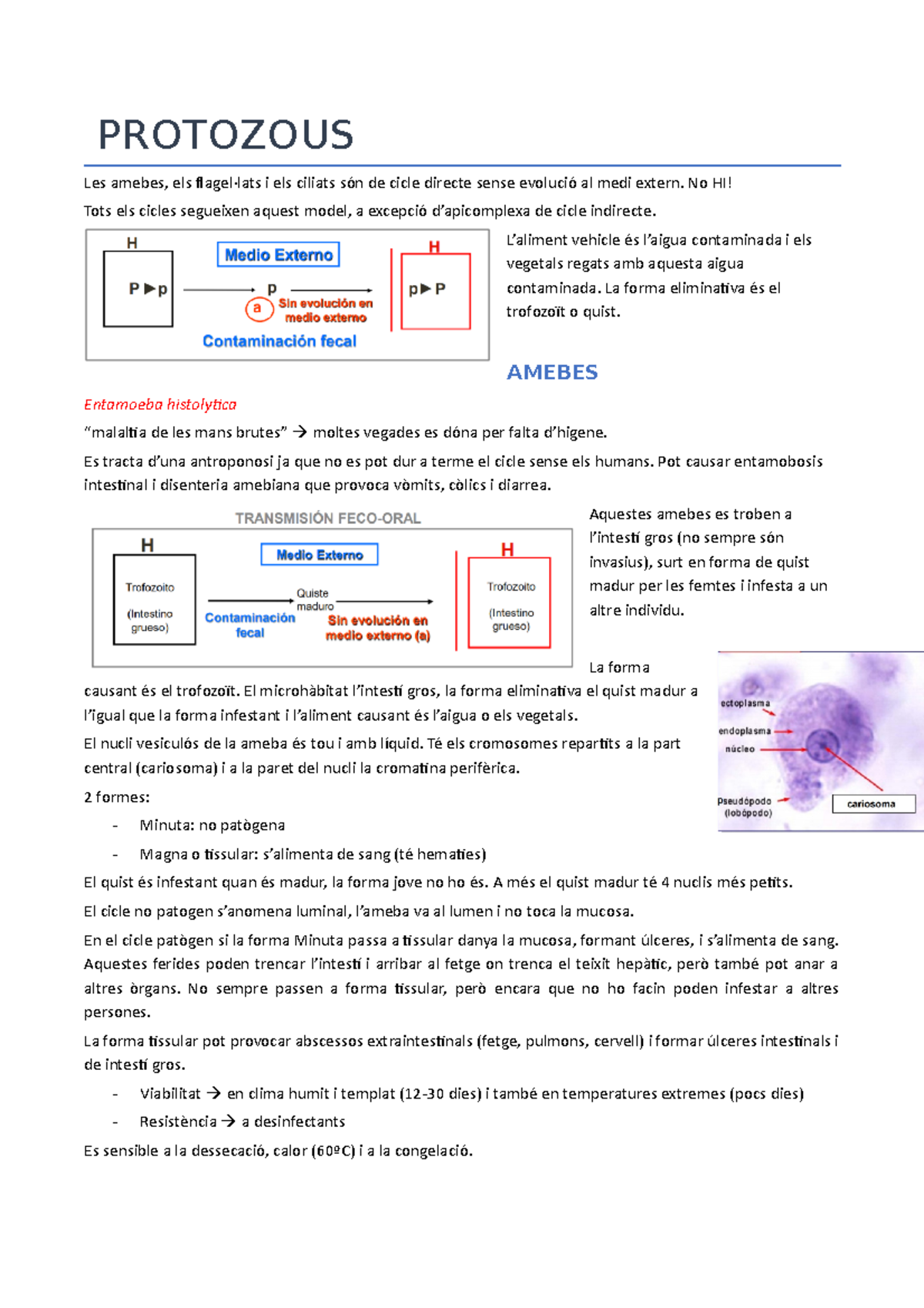 Protozous I Helmints - PROTOZOUS Les amebes, els flagel·lats i els ...
