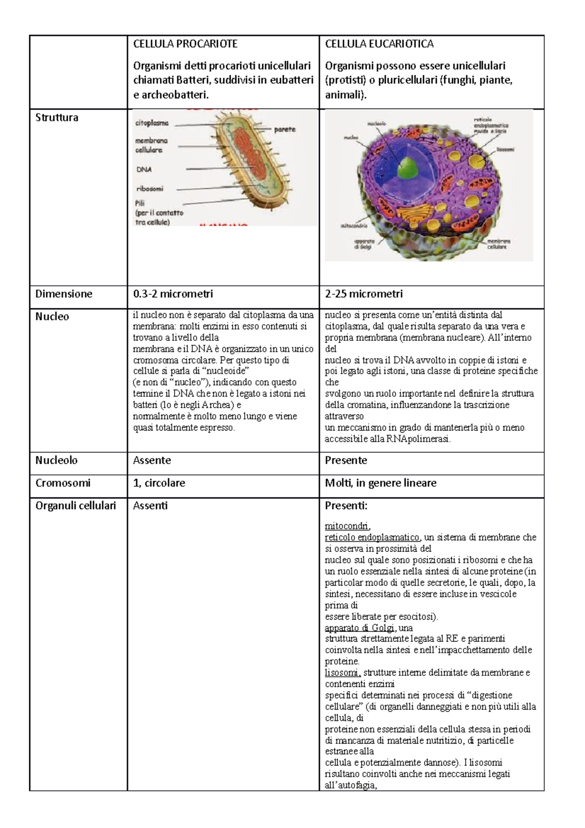 Cellula Procariote - CELLULA PROCARIOTE Organismi detti procarioti ...