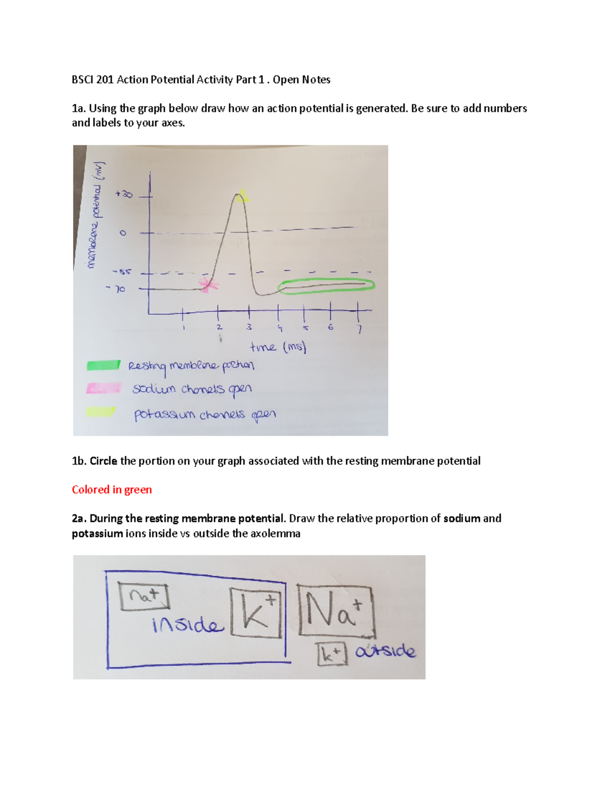 BSCI 201 Action Potential Activity Part 1 - Open Notes 1a. Using the ...