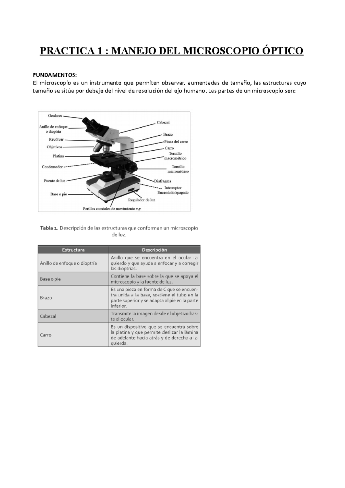 Copia de Copia de practica 1 tgl - PRACTICA 1 : MANEJO DEL MICROSCOPIO ...