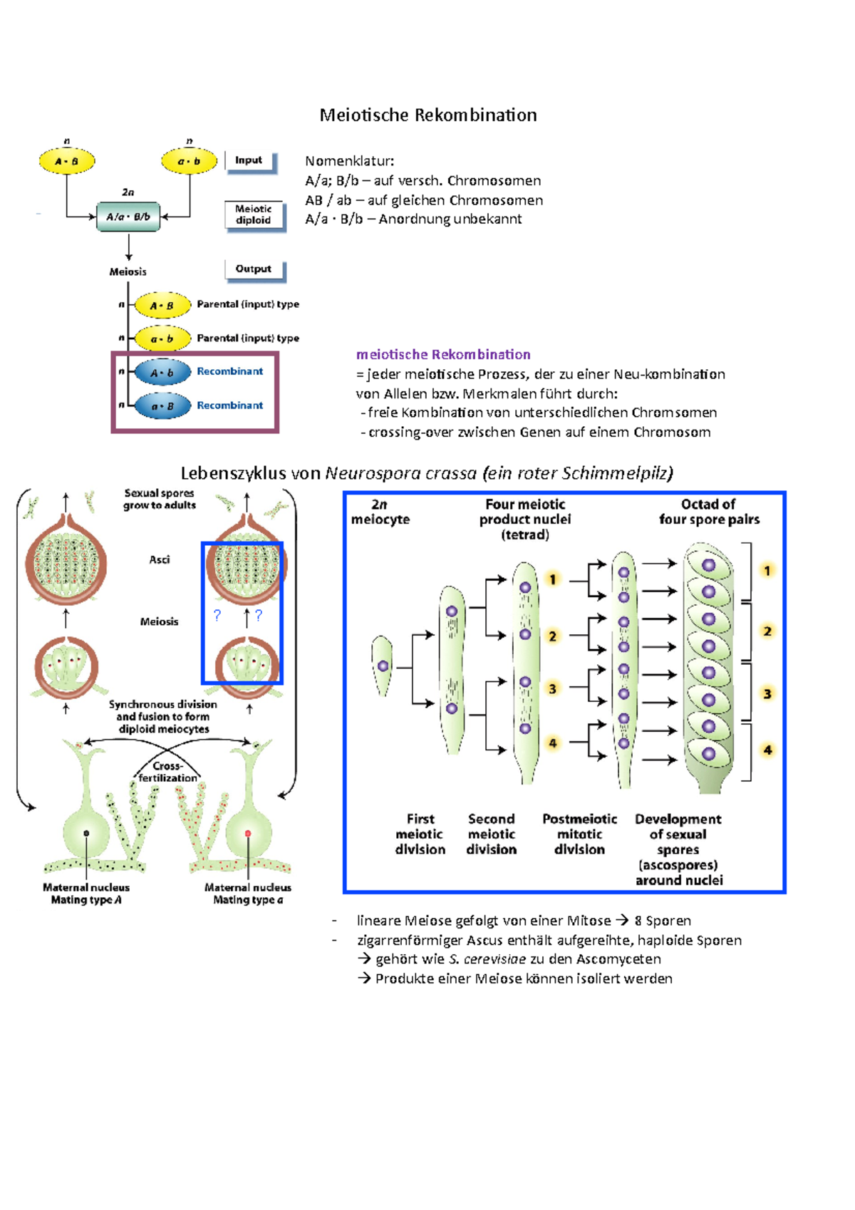 Meiotische Rekombination - Allgemeine Genetik - Uni Bayreuth - Studocu