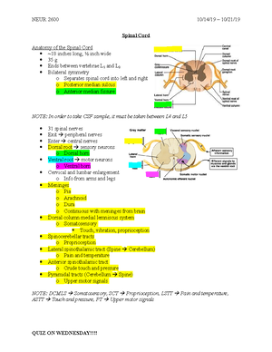 N13 - Neuro notes - Basal nuclei Also called cerebral nuclei Masses of ...