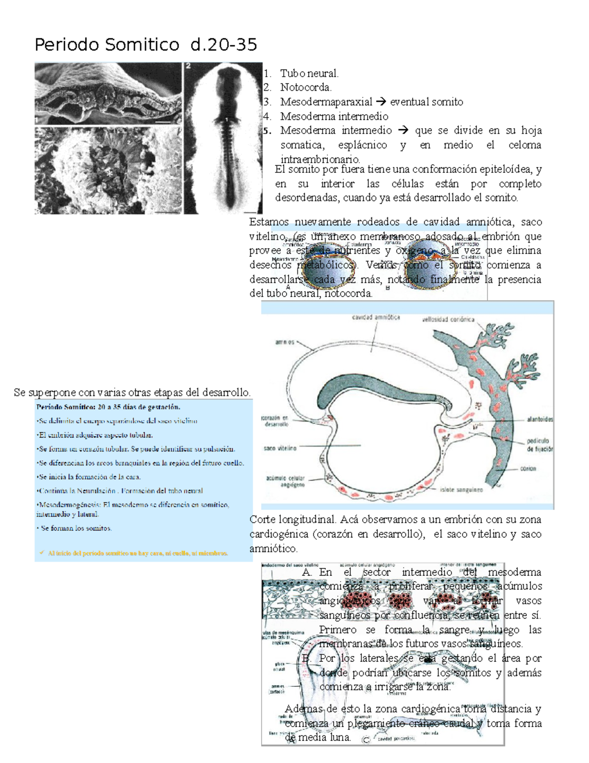 Periodo Somitico - Notocorda. Mesodermaparaxial eventual somito ...