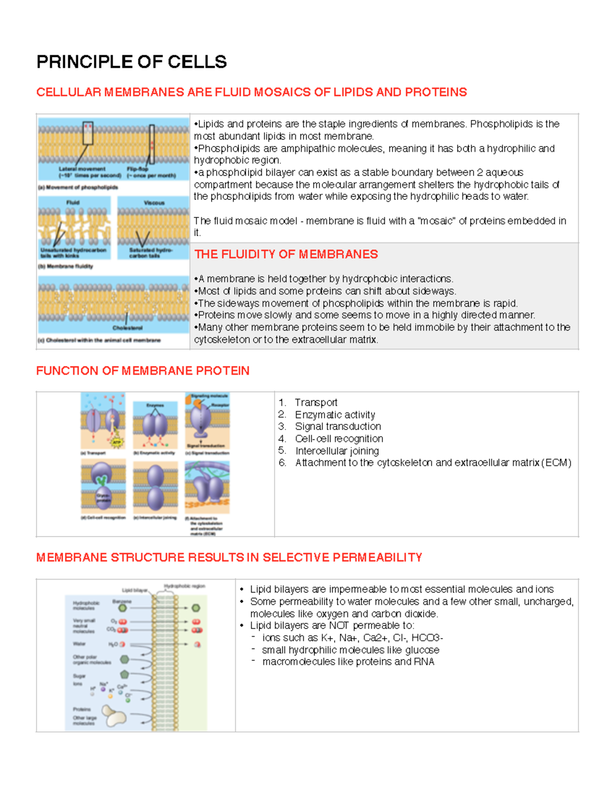 BIOL1051-M1- Principle OF CELL - PRINCIPLE OF CELLS CELLULAR MEMBRANES ...