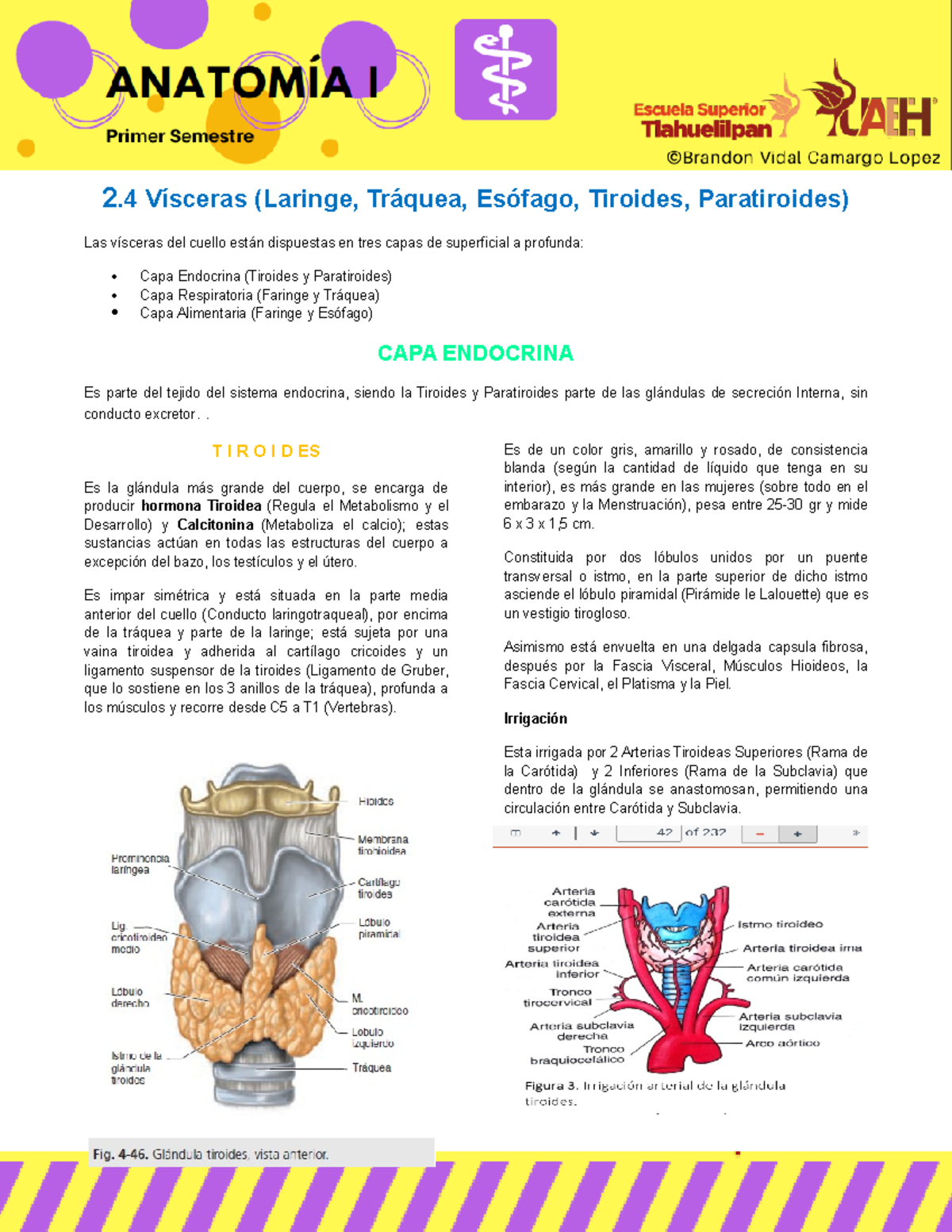 2.4 Visceras DEL Cuello - 2 .4 Vísceras (Laringe, Tráquea, Esófago ...