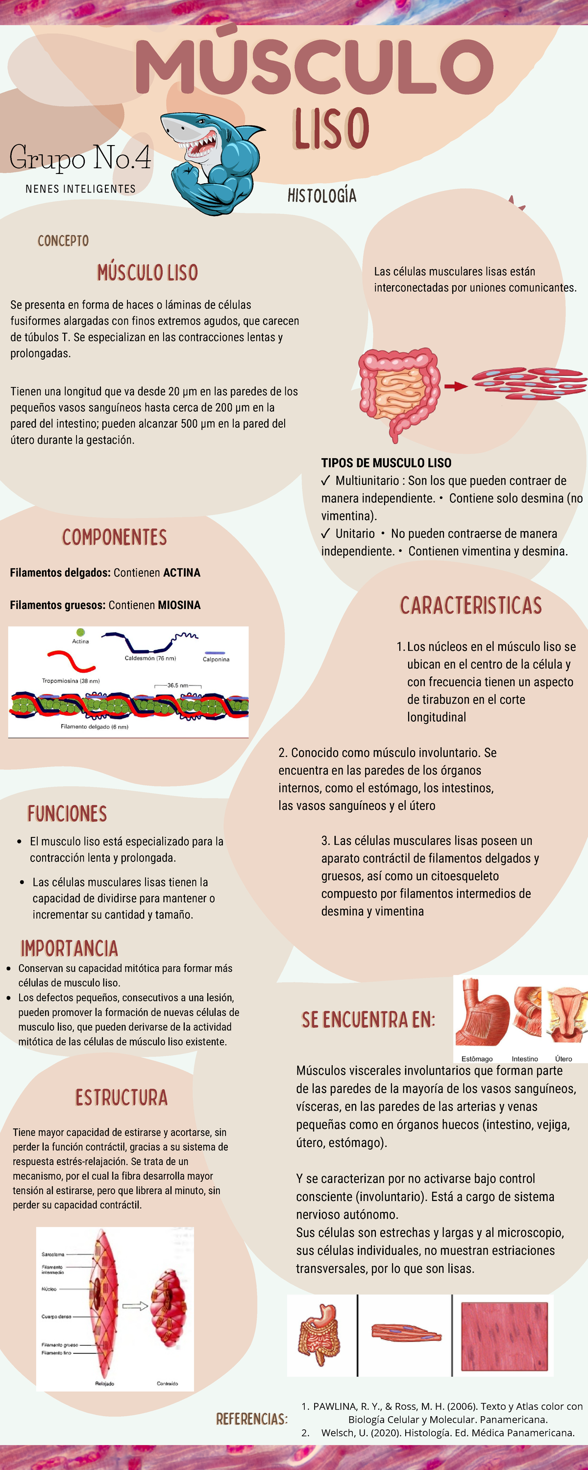 Infografía Musculo LISO - ESTRUCTURAESTRUCTURA LISOLISO ...