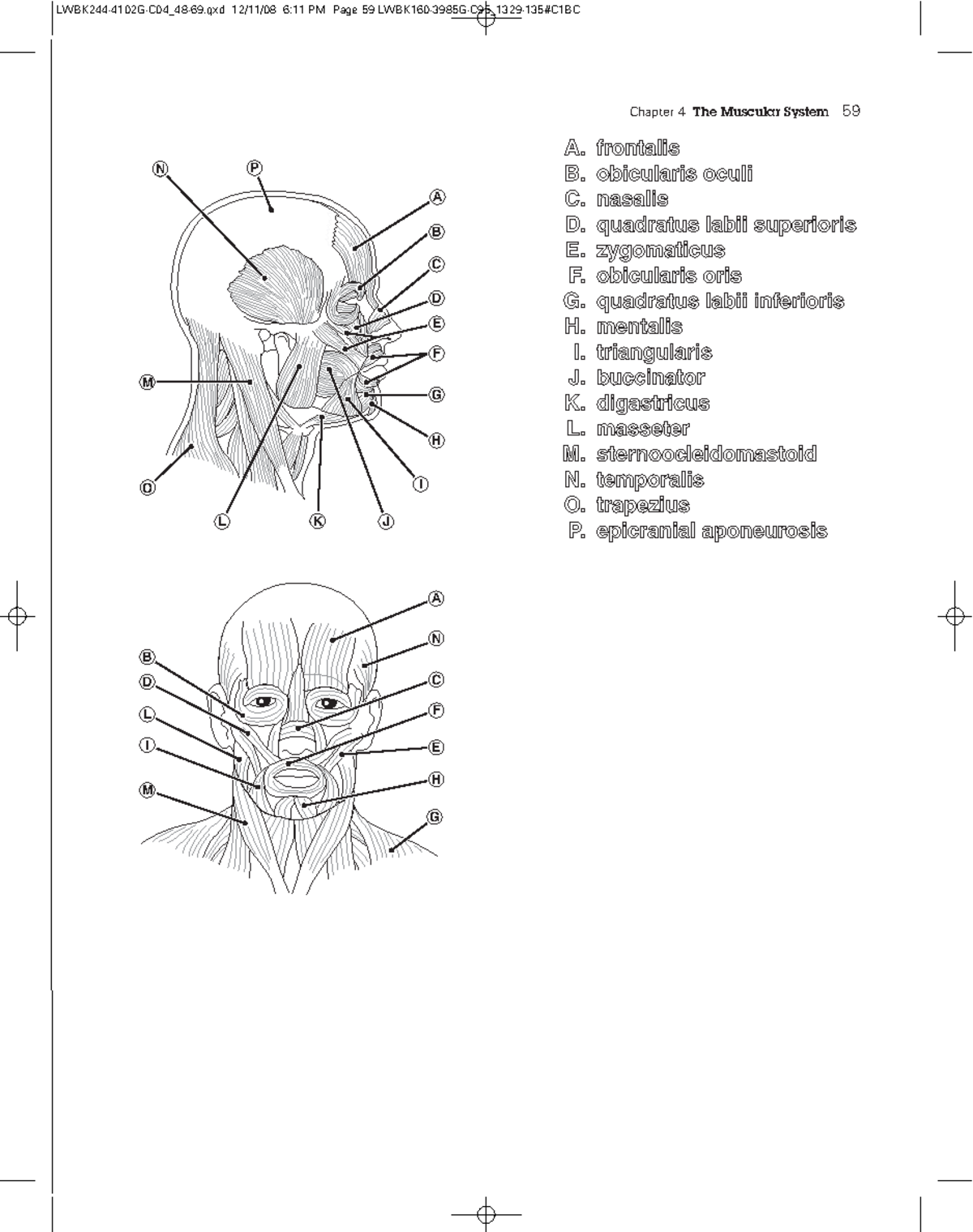 Skeletal Muscles Colouring - Chapter 4The Muscular System 59 A B C D F ...