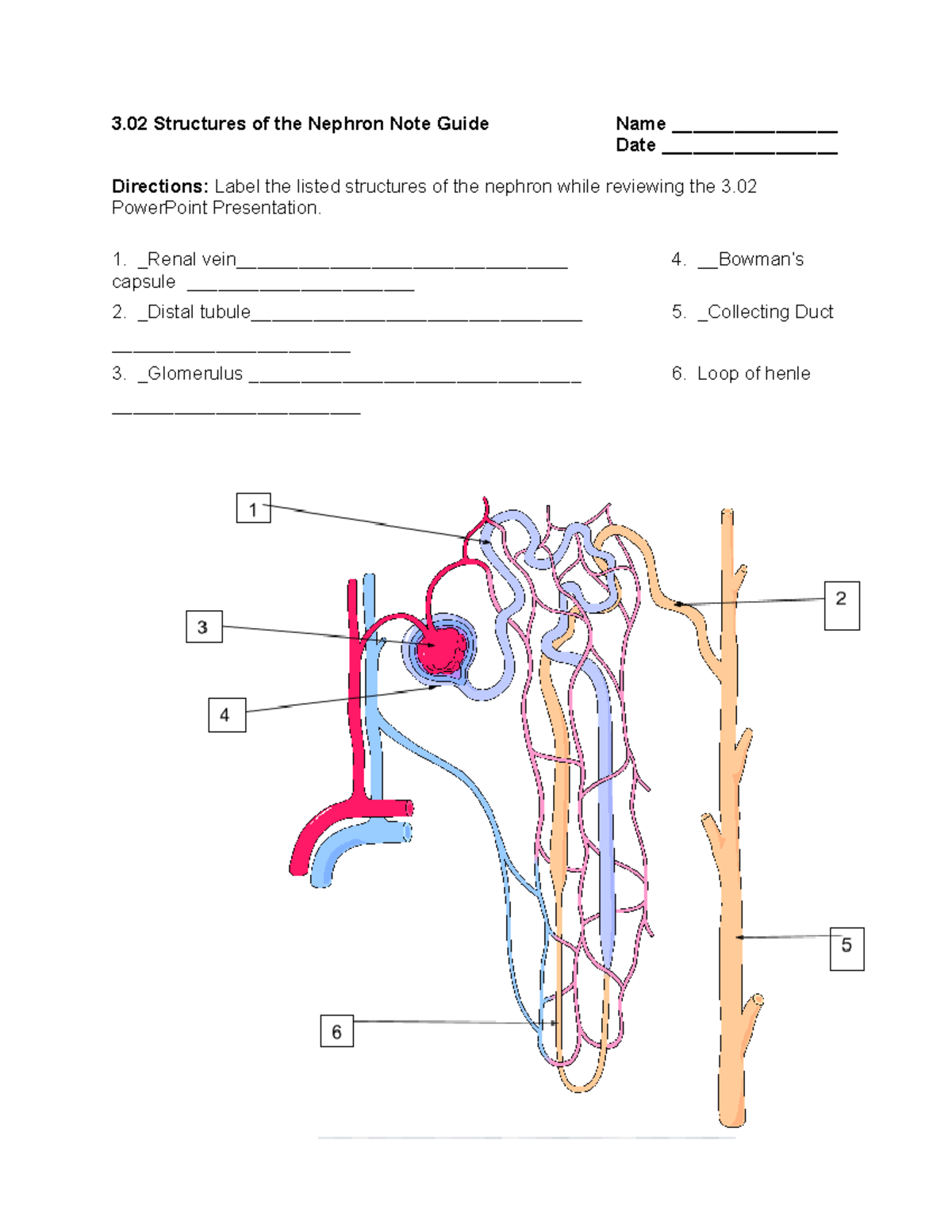 3.02 Structures of the Nephron Note Guide - PowerPoint Presentation ...
