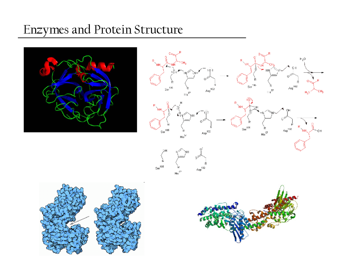 3010 Week 3 - Enzymes and Protein Structure Last Week... We (Re)Learned ...