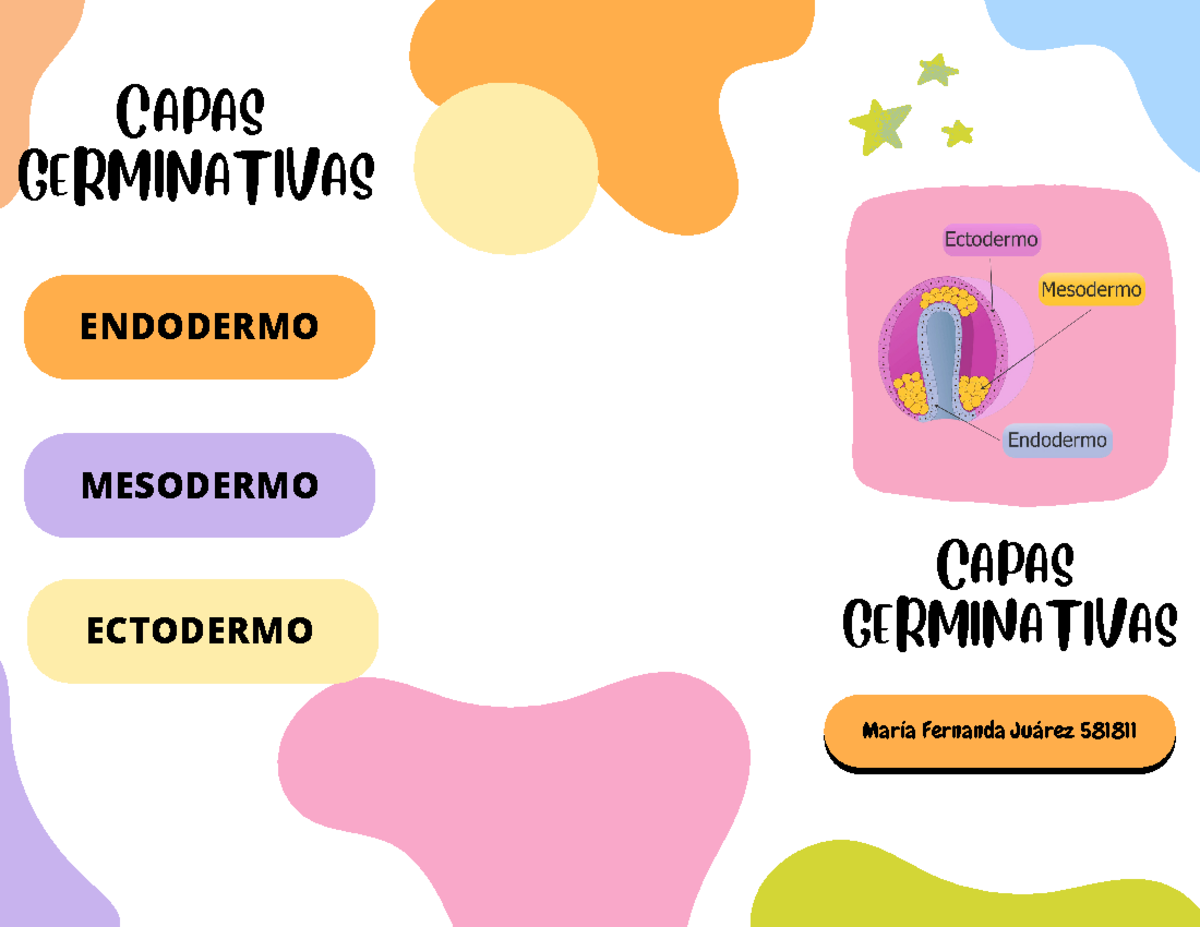 Capas germintivas - CAPAS GERMINATIVAS CAPAS GERMINATIVAS ENDODERMO ...