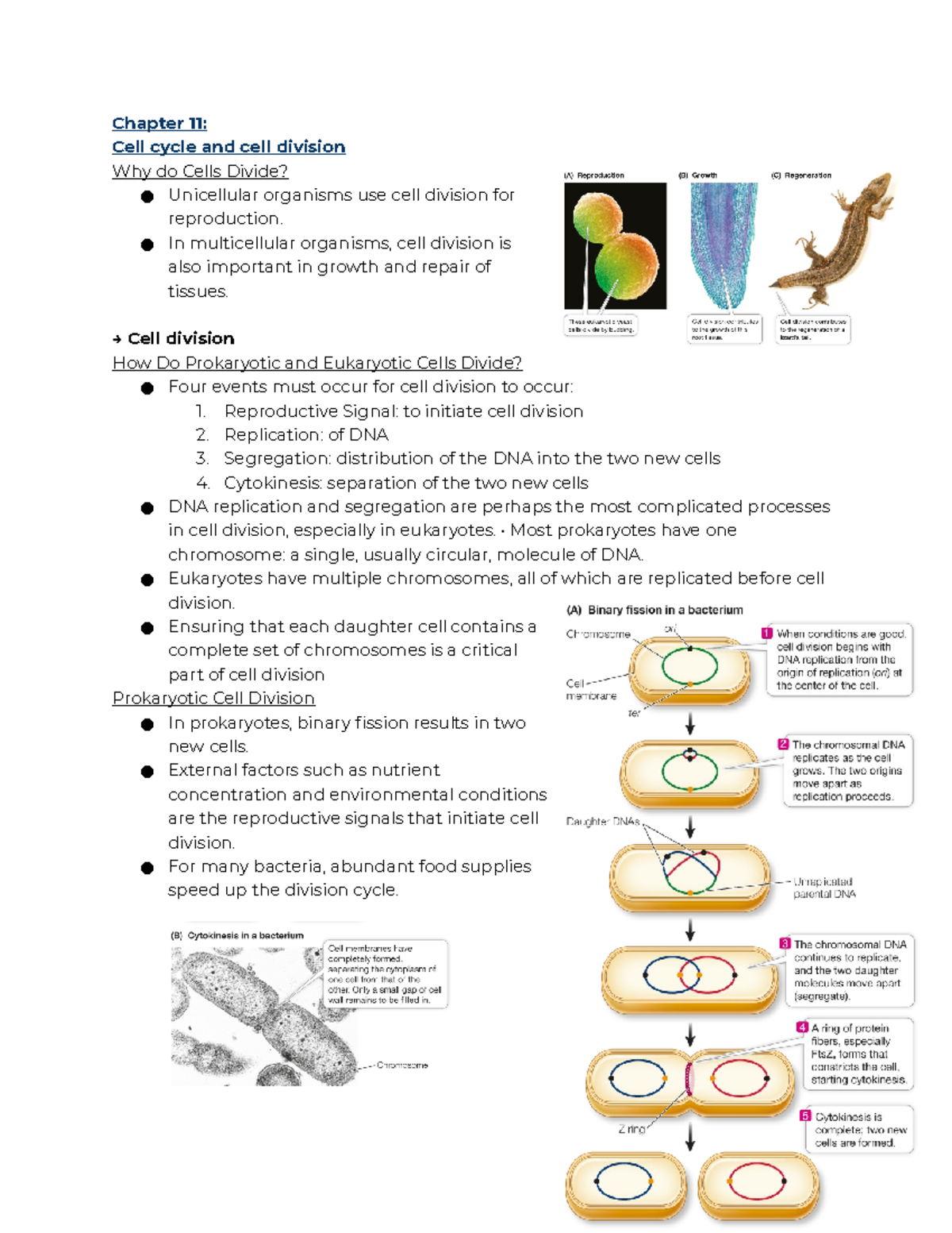 Lecture notes chapter 11 - Chapter 11: Cell cycle and cell division Why ...