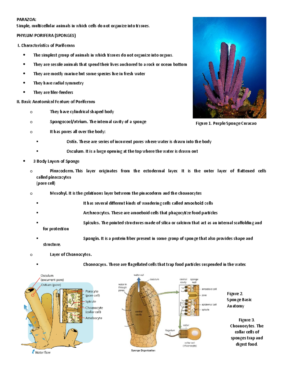 M3 - Porifera - PARAZOA: Simple, multicellular animals in which cells ...