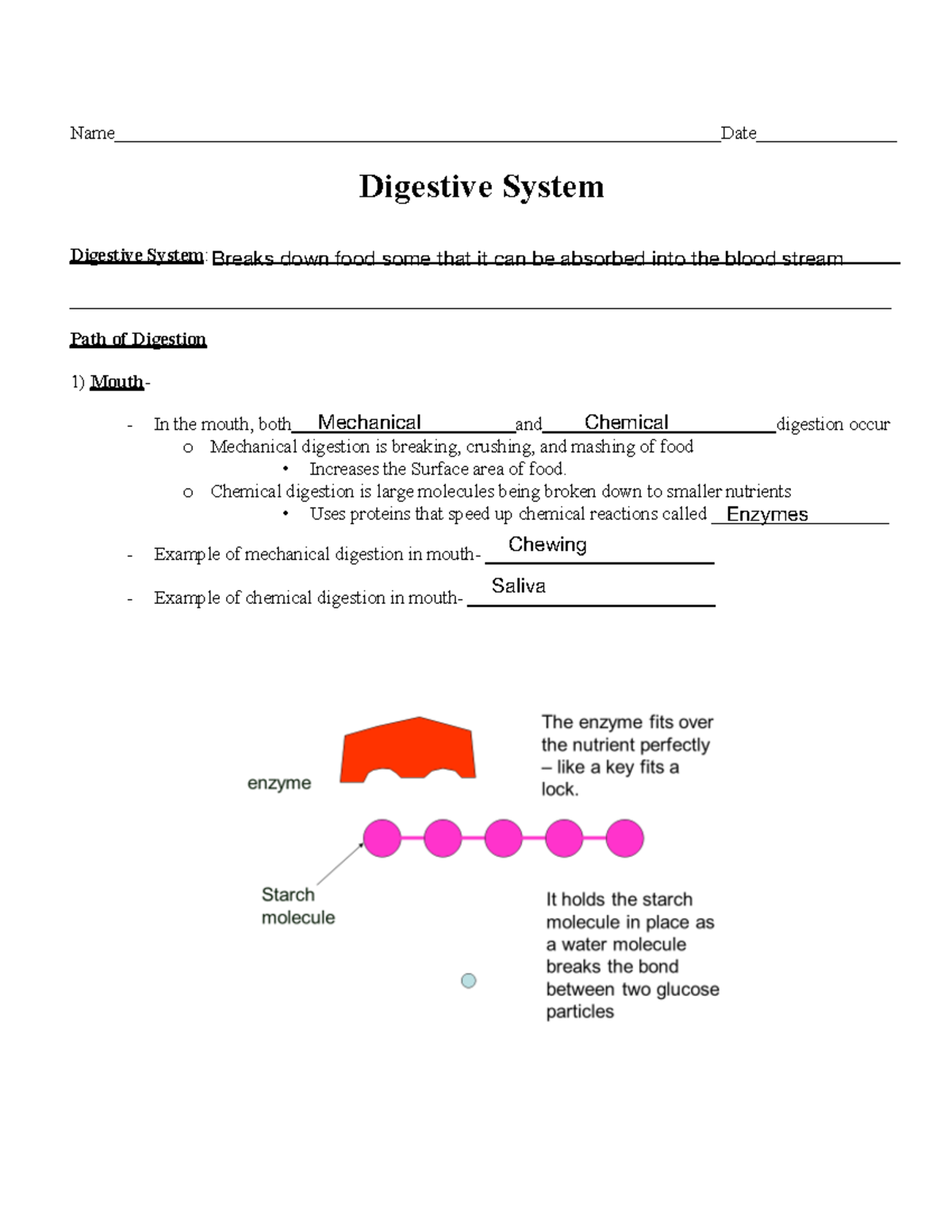 Digestive System Notes - Name Date Digestive System Digestive System ...
