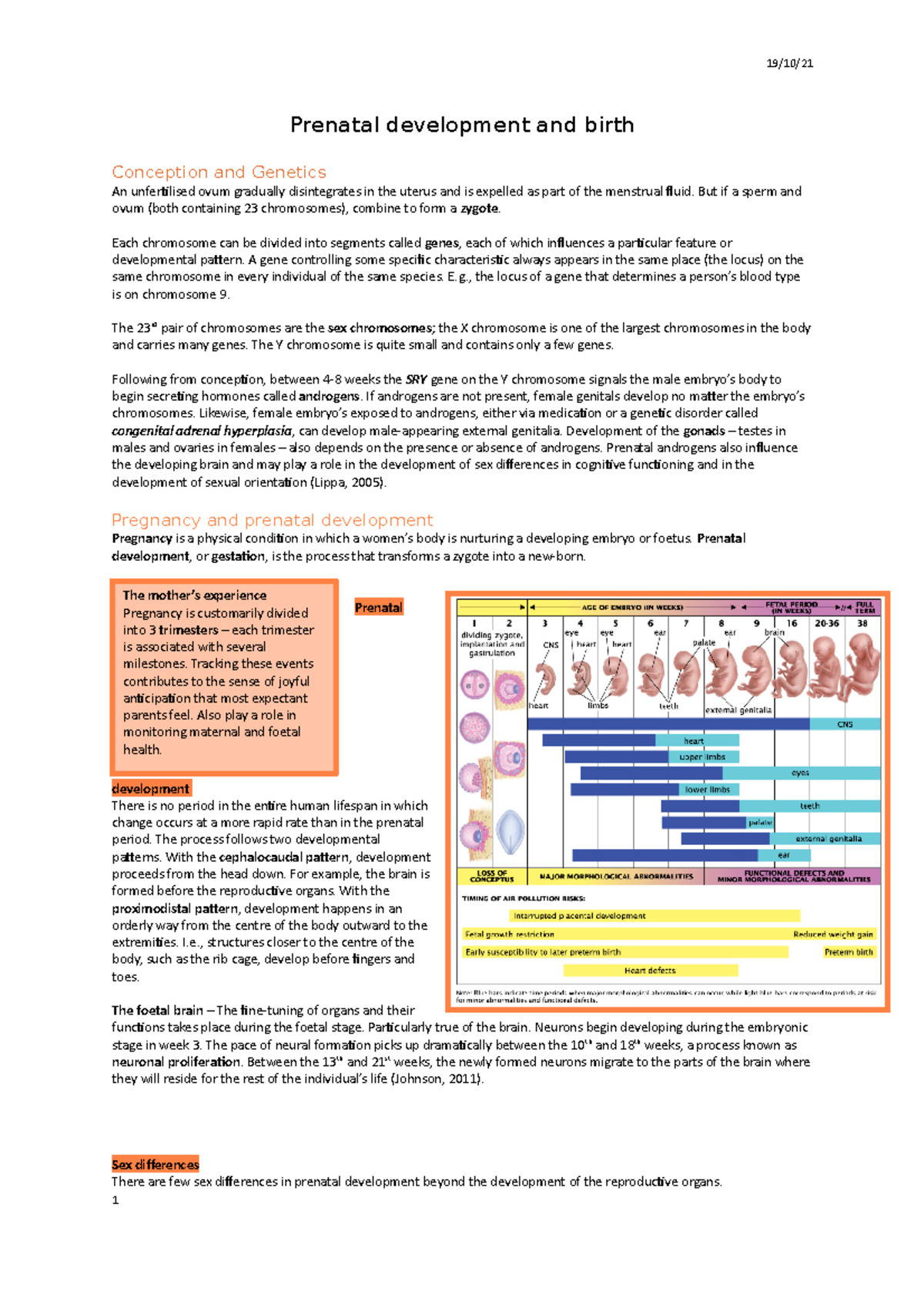 Prenatal development and birth - Prenatal development and birth ...