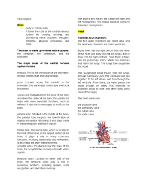 Chapter 12 ( Heart) - Chapter 12: Heart The Cardiovascular System The ...