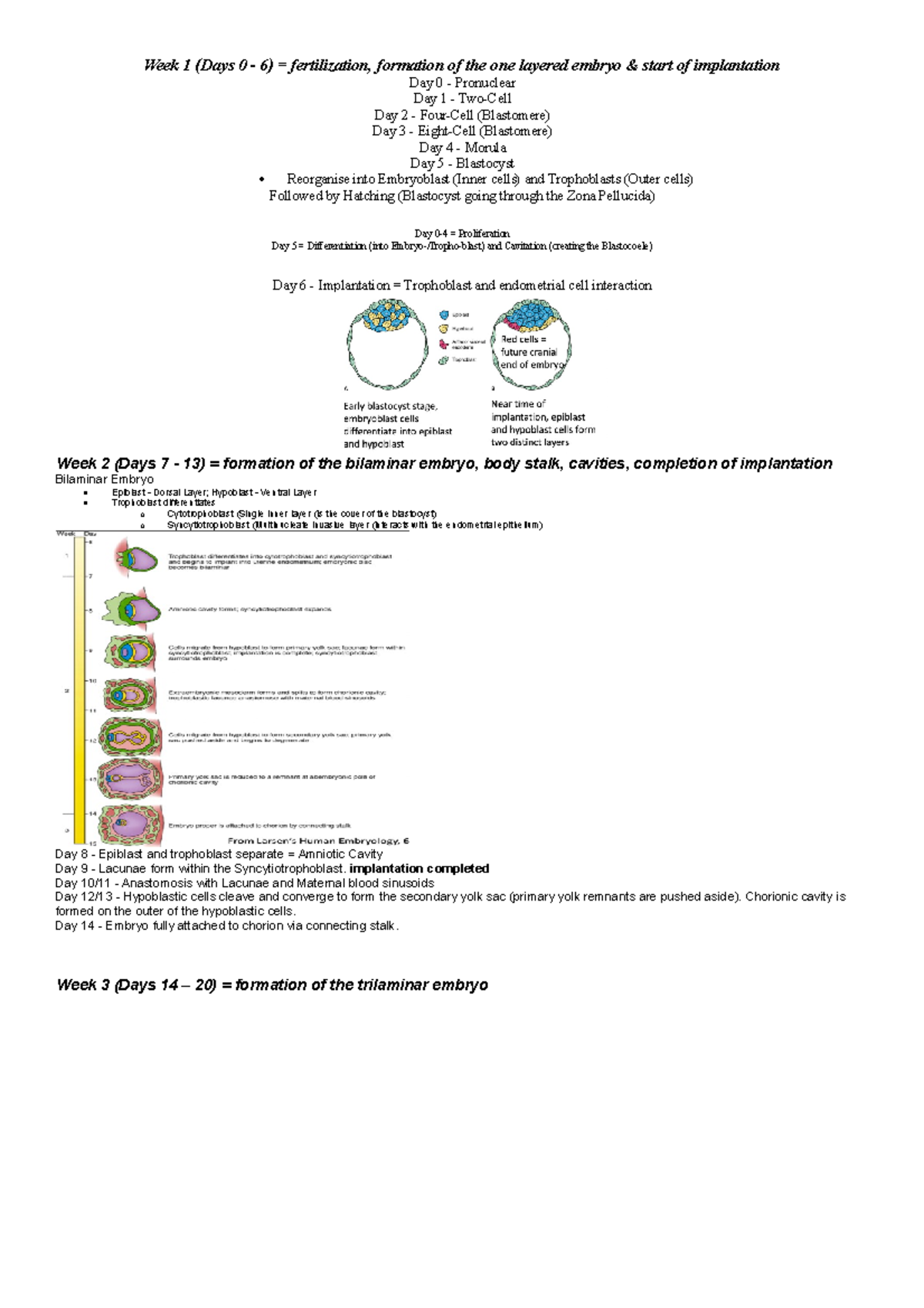 Anhb - just notes - Week 1 (Days 0 - 6) = fertilization, formation of ...