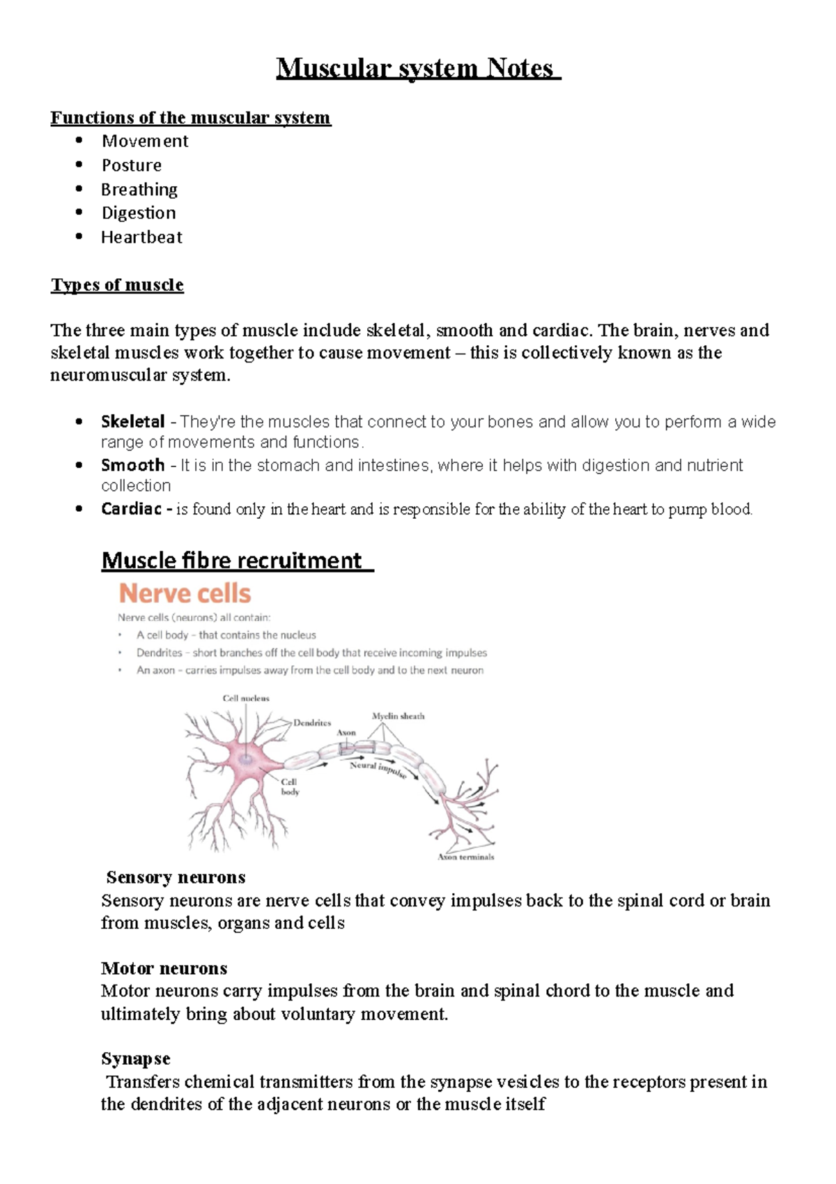 Muscular System Notes - Muscular system Notes Functions of the muscular ...
