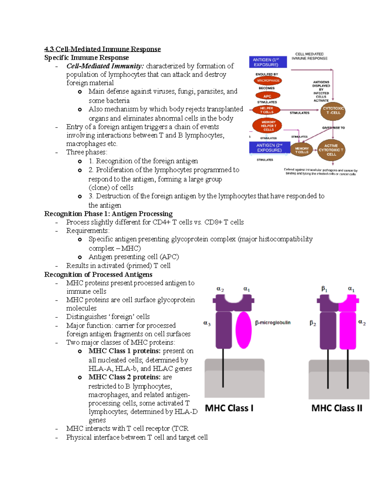 3305 Midterm - 4 Cell-Mediated Immune Response Specific Immune Response ...