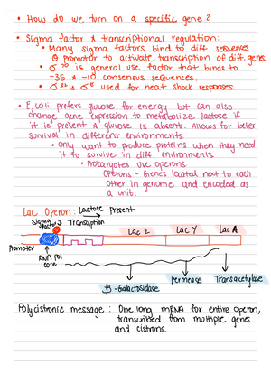Module 5 Translation Answer Sheet - Genomics Education Partnership Last ...