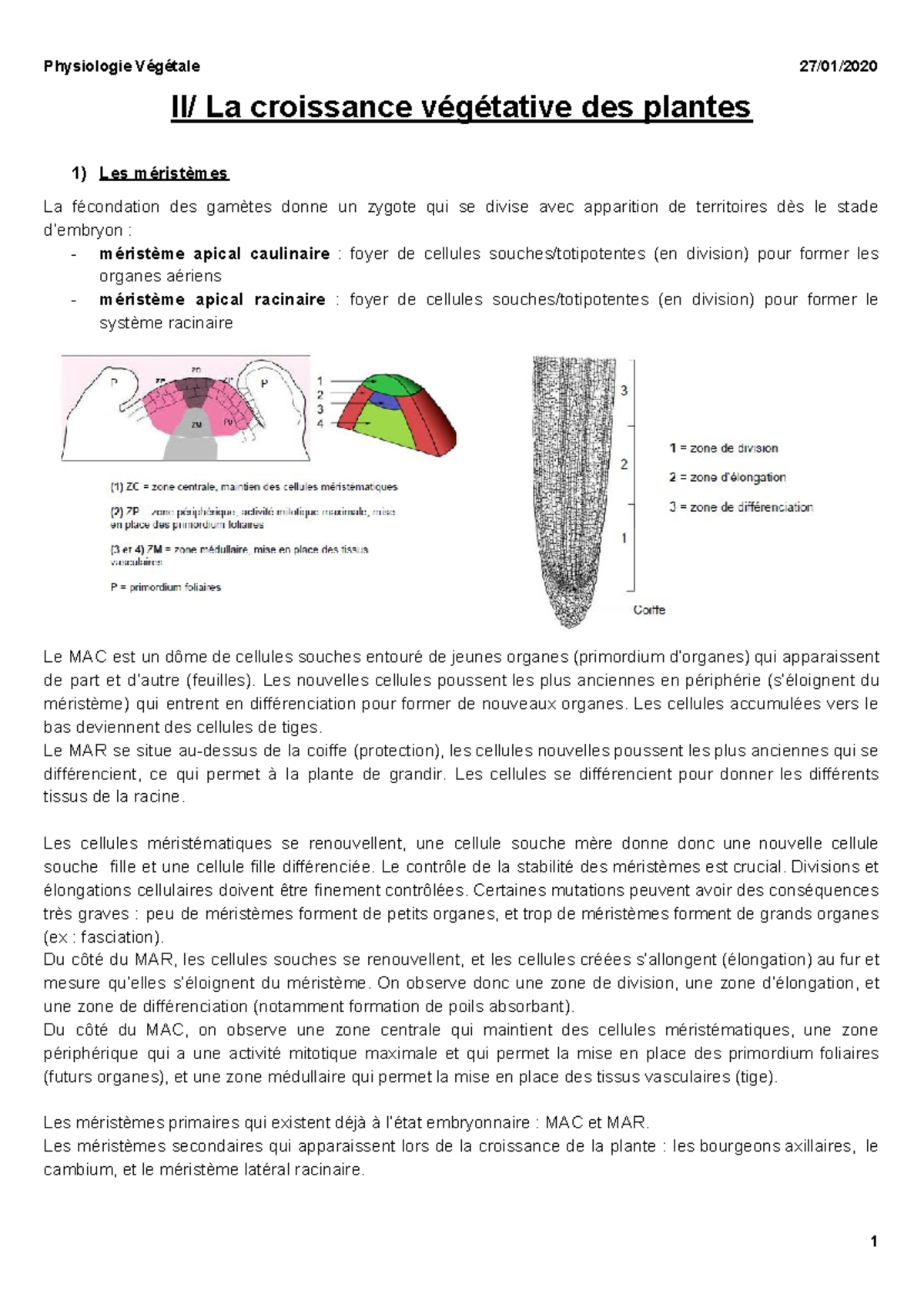 La croissance végétative des plantes L1 SDV - S2 - II/ La croissance ...