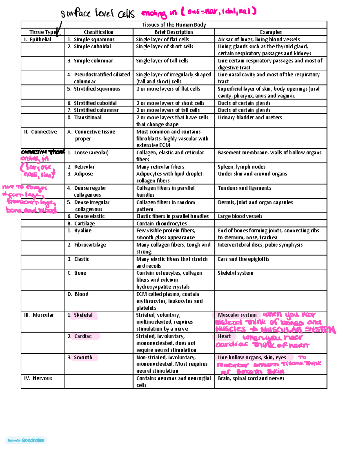 Tissues of the Human Body - Tissues of the Human Body Tissue Type ...