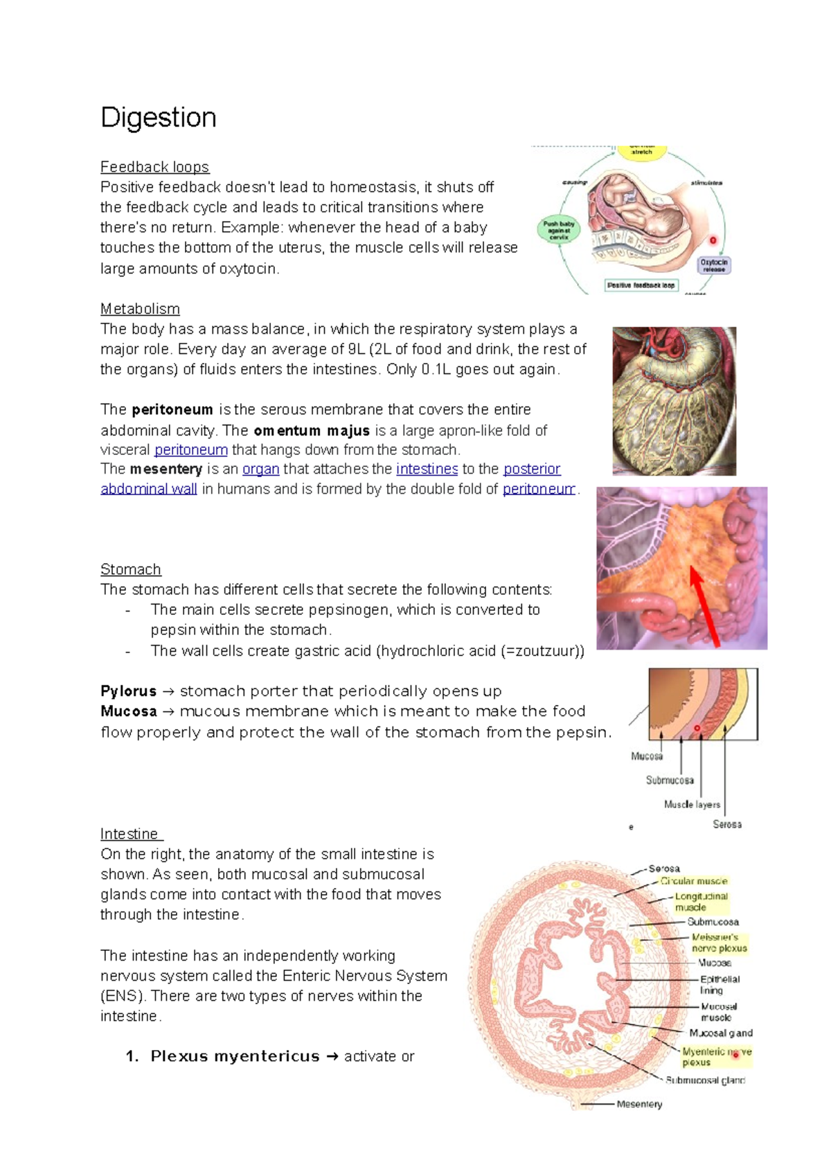 Aantekeningen College 2 - Digestion Feedback loops Positive feedback ...