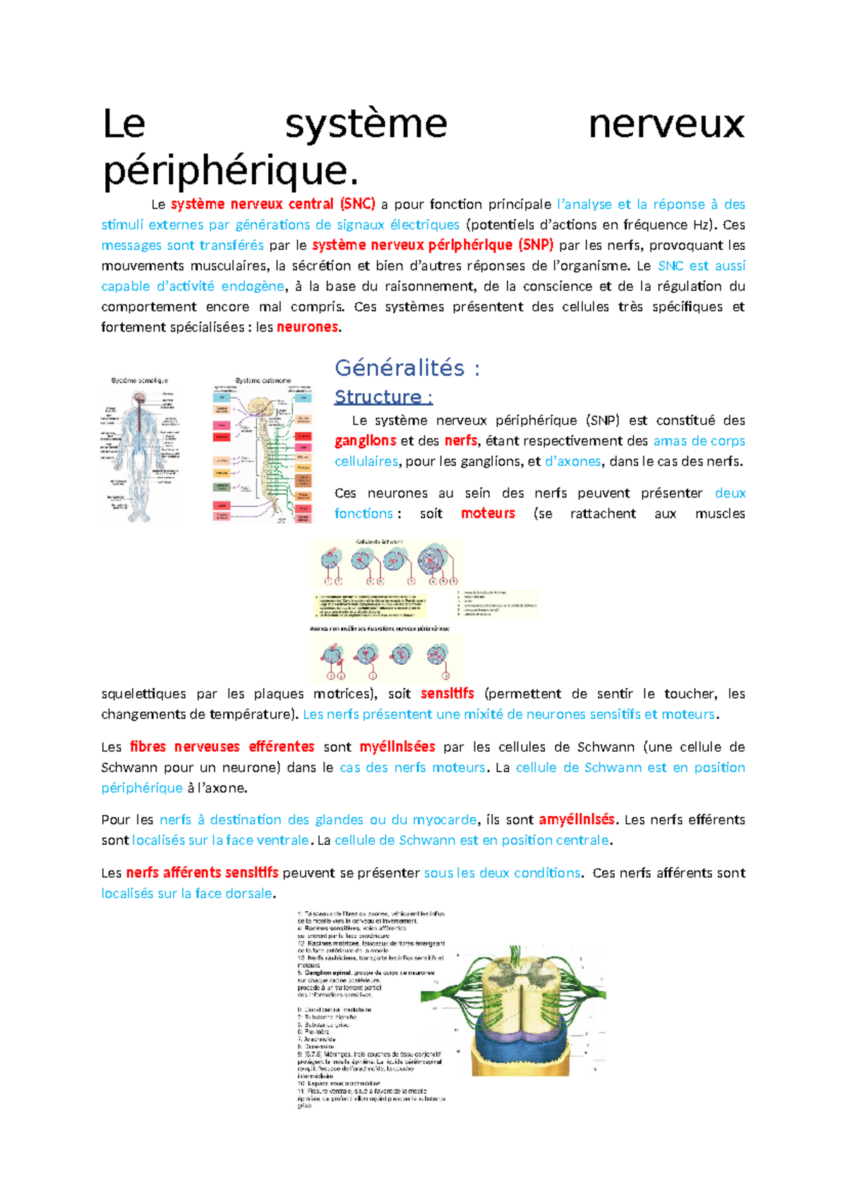 Le système nerveux périphérique - Le système nerveux central (SNC) a ...