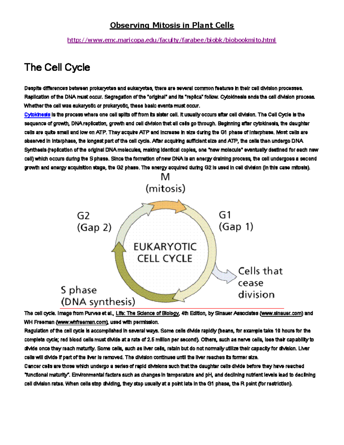 LAB - Mitosis and cell cycle Lab - 2022 - Lollin - Observing Mitosis in ...