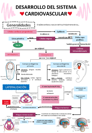 Desarrollo DEL SACO Coriónico - DESARROLLO DEL SACO CORIÓNICO El final ...