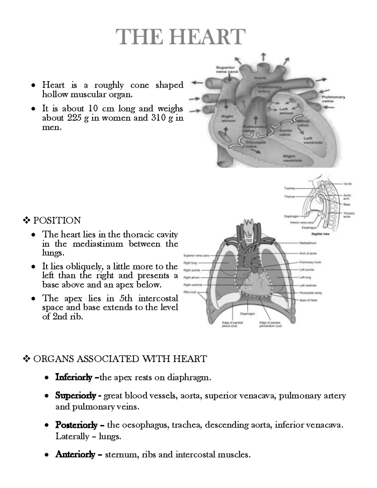Cardio Vascular System - Heart is a roughly cone shaped hollow muscular ...