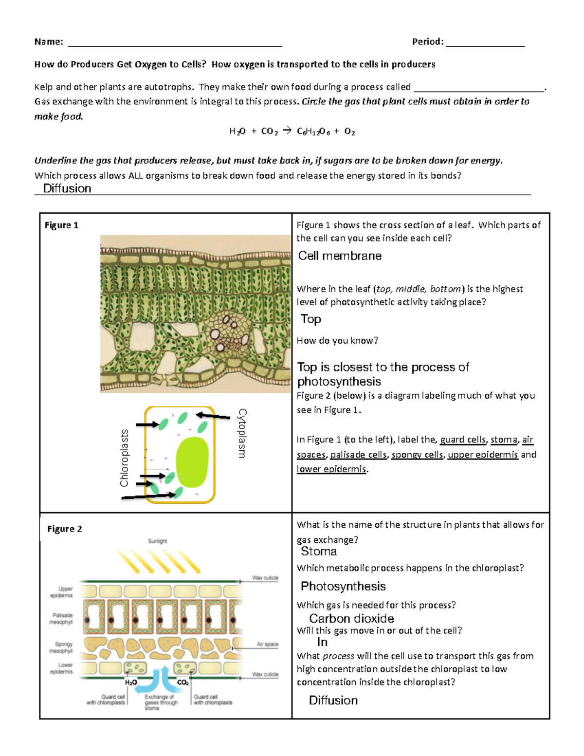 Delivering oxygen to cells - Name ...