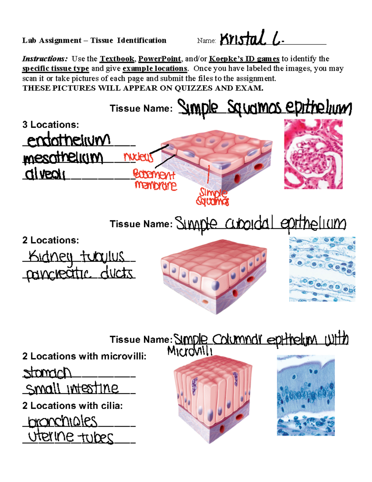 Chapter+4+Labeling+Activity+-+Histology - Lab Assignment – Tissue ...