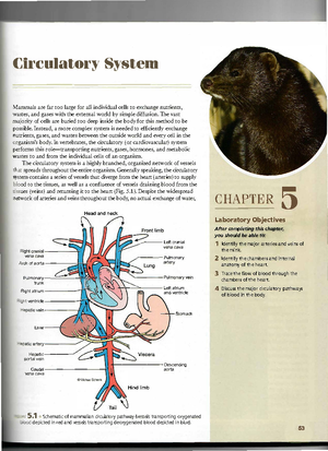 Final Outline for AMY 2B - AMY 2B Final Lecture Notes Brain NO inside ...