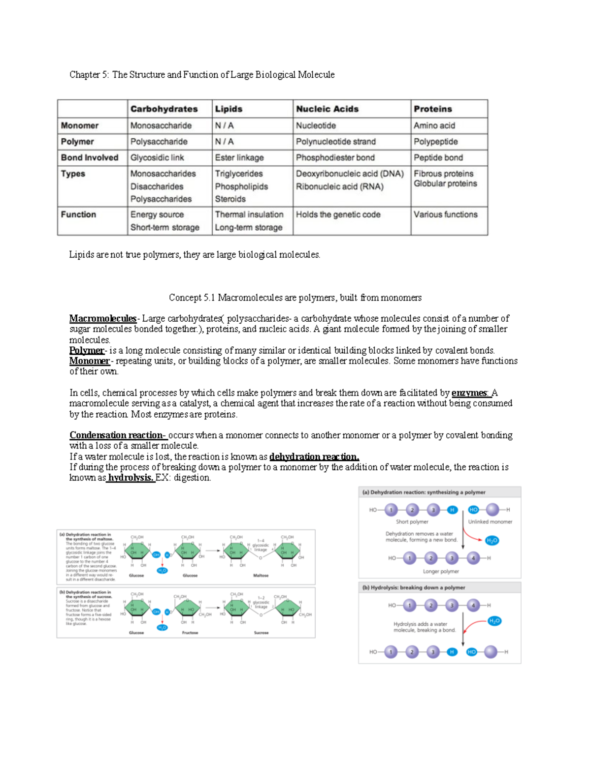 Campbell BIO chapter 5 - Chapter 5: The Structure and Function of Large ...