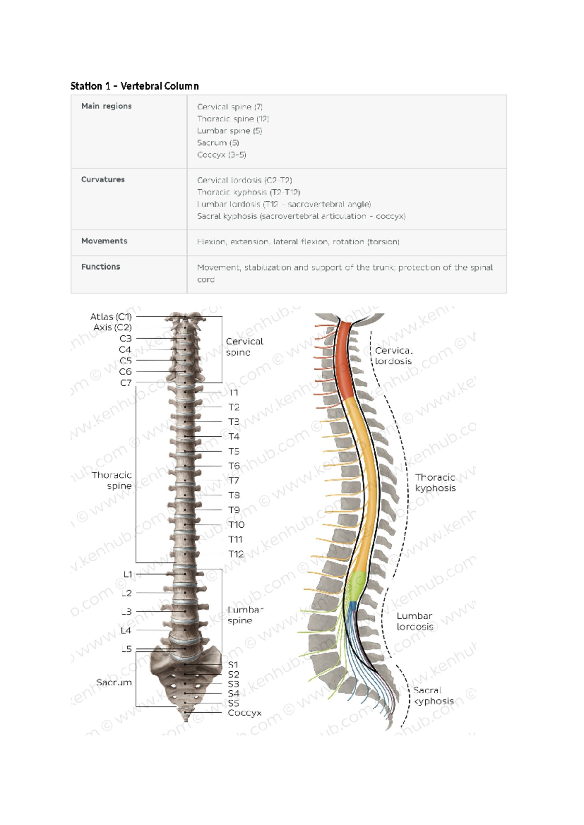 BIOM2020 Anatomy Practicle - Back Osteology and Myology - Station 1 ...