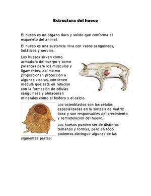 [Solved] fondos de saco que forma el peritoneo en la cavidad plvica en ...