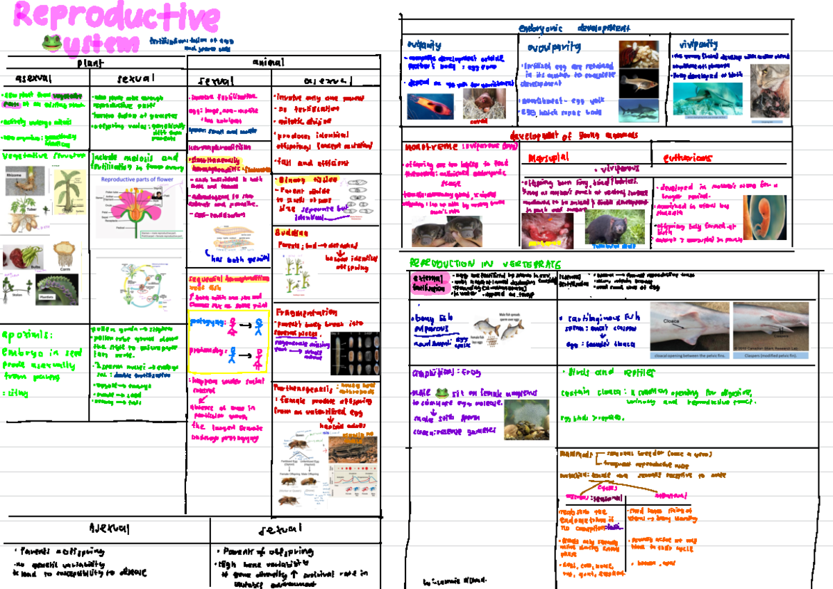 4; reproduction notes - embryonic development fertilisation : fusion of ...
