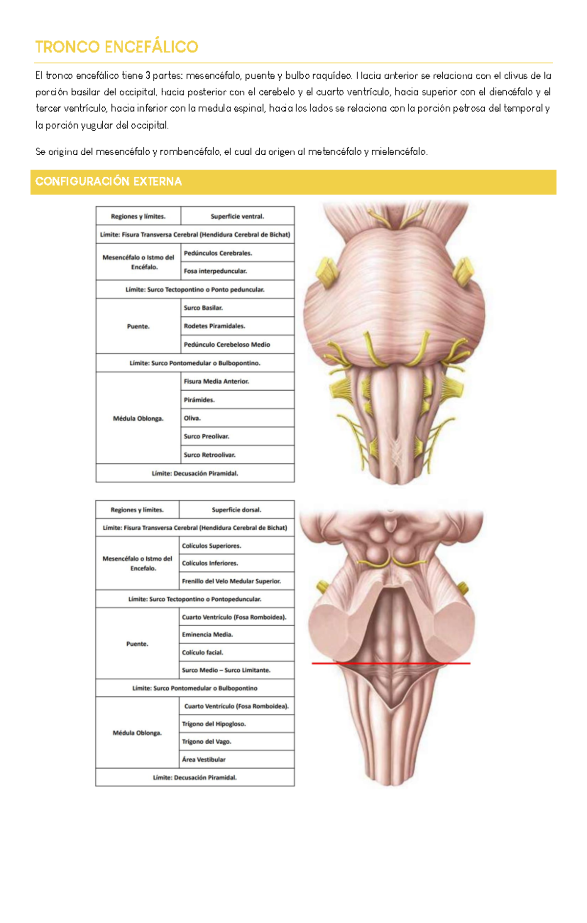 Tronco encefálico: configuración externa e interna, vías de conducción. - TRONCO ENCEFÁLICO El ...