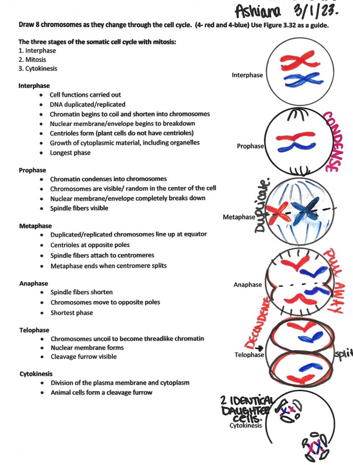 Mitosis - BIO 165 - Studocu
