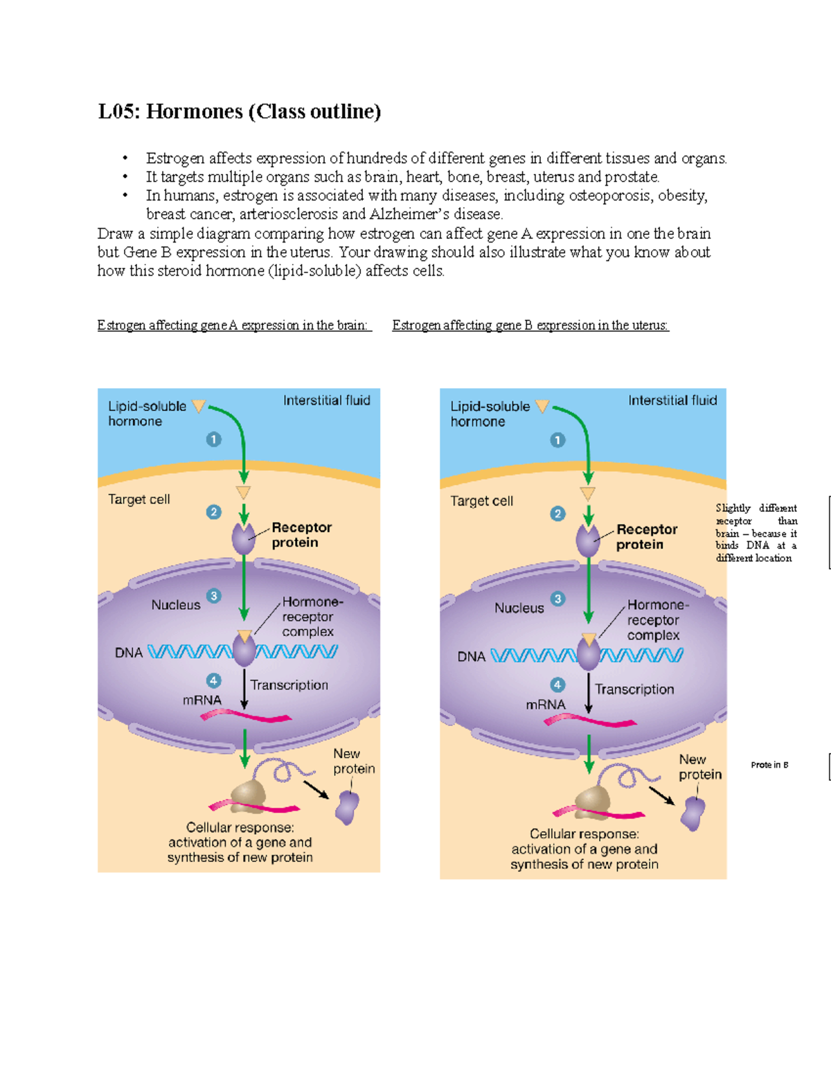 Lesson 5 Class Outline Cell Signaling with Hormones - L05: Hormones ...