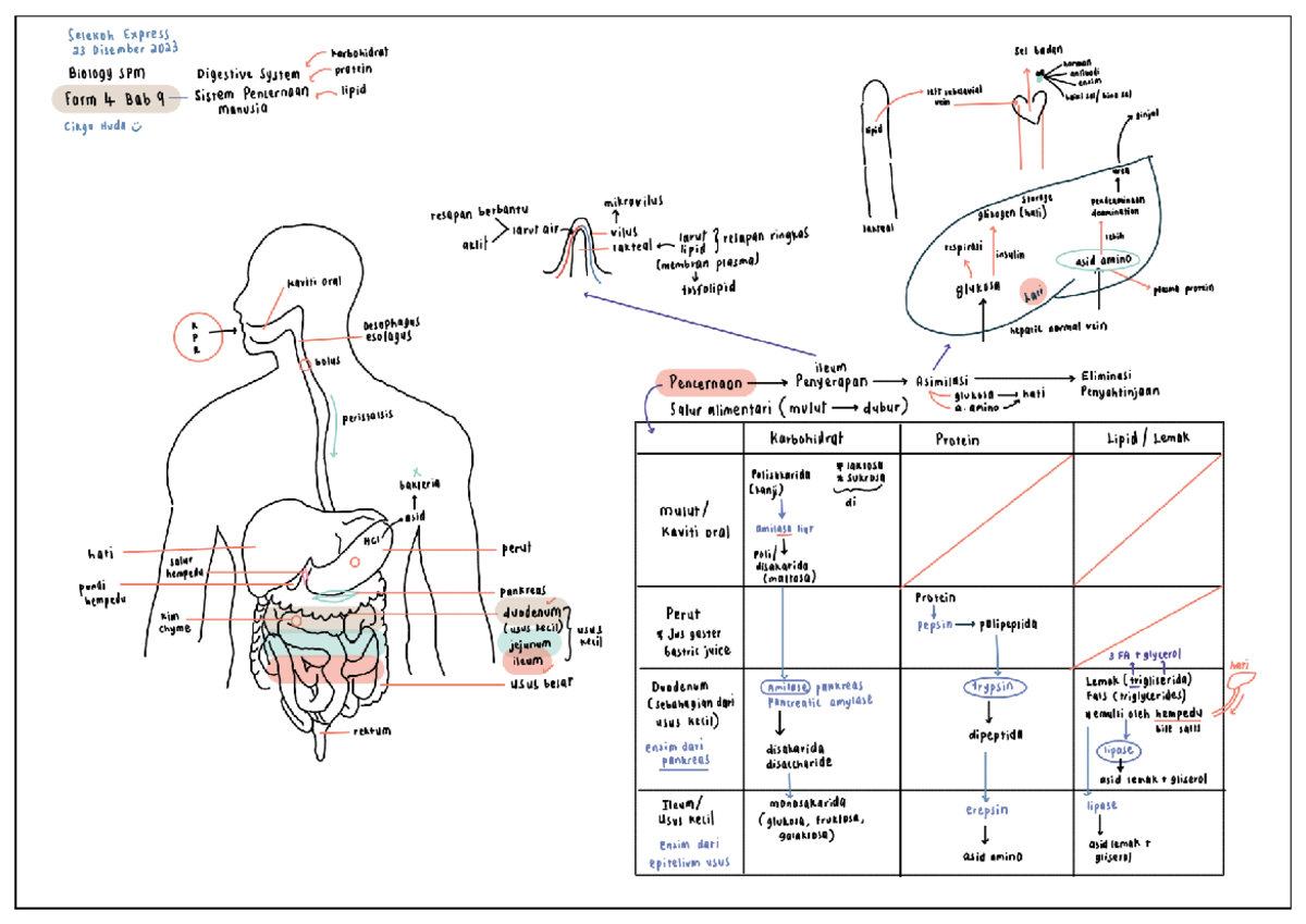 Express BIO 23 DIS 2023 - TRIAL PULAU PINANG 2022 – 8 Rajah 8 ...