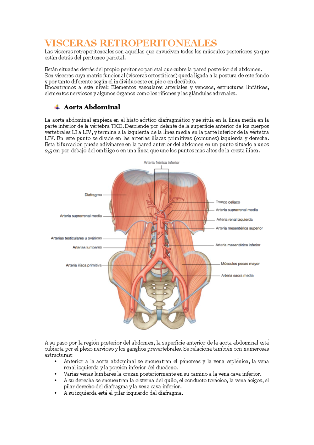 TEMA 10- Visceras Abdominales - VISCERAS RETROPERITONEALES Las vísceras ...
