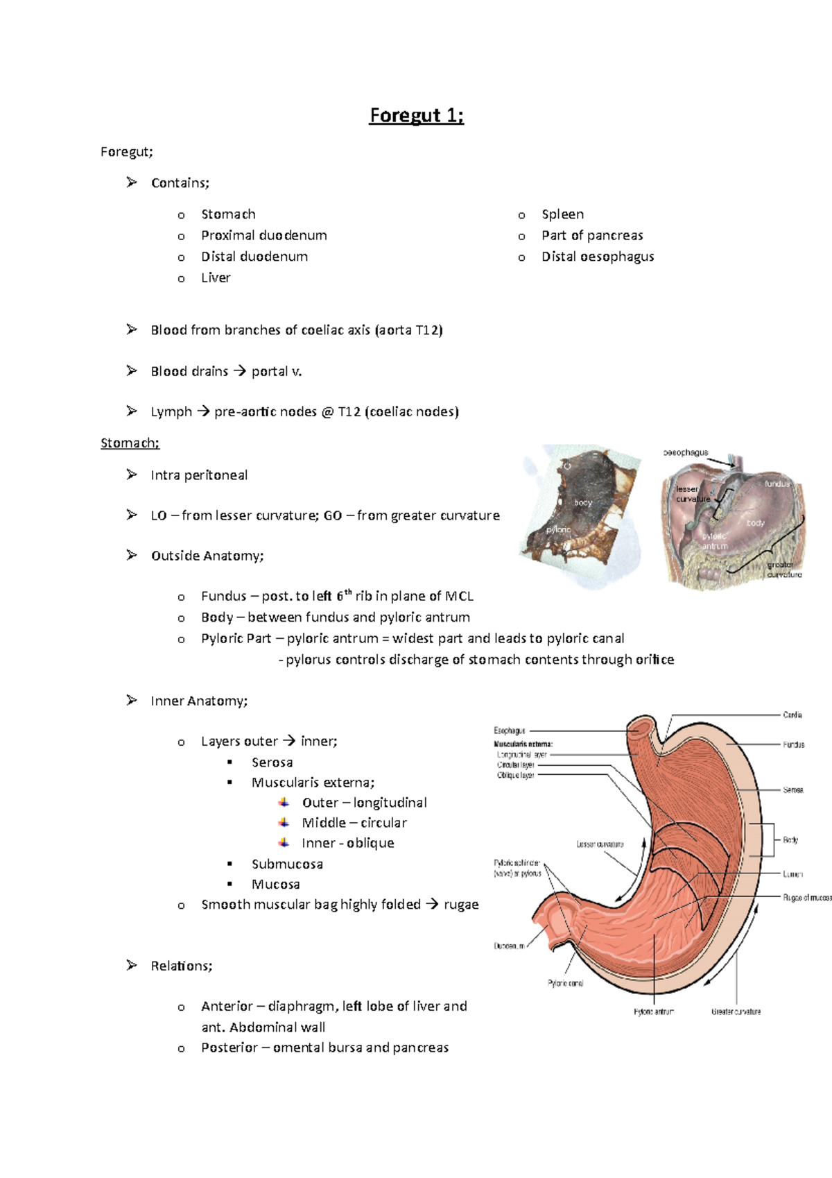 Foregut 1 - Foregut 1; Foregut; Contains; o Stomach o Proximal duodenum ...