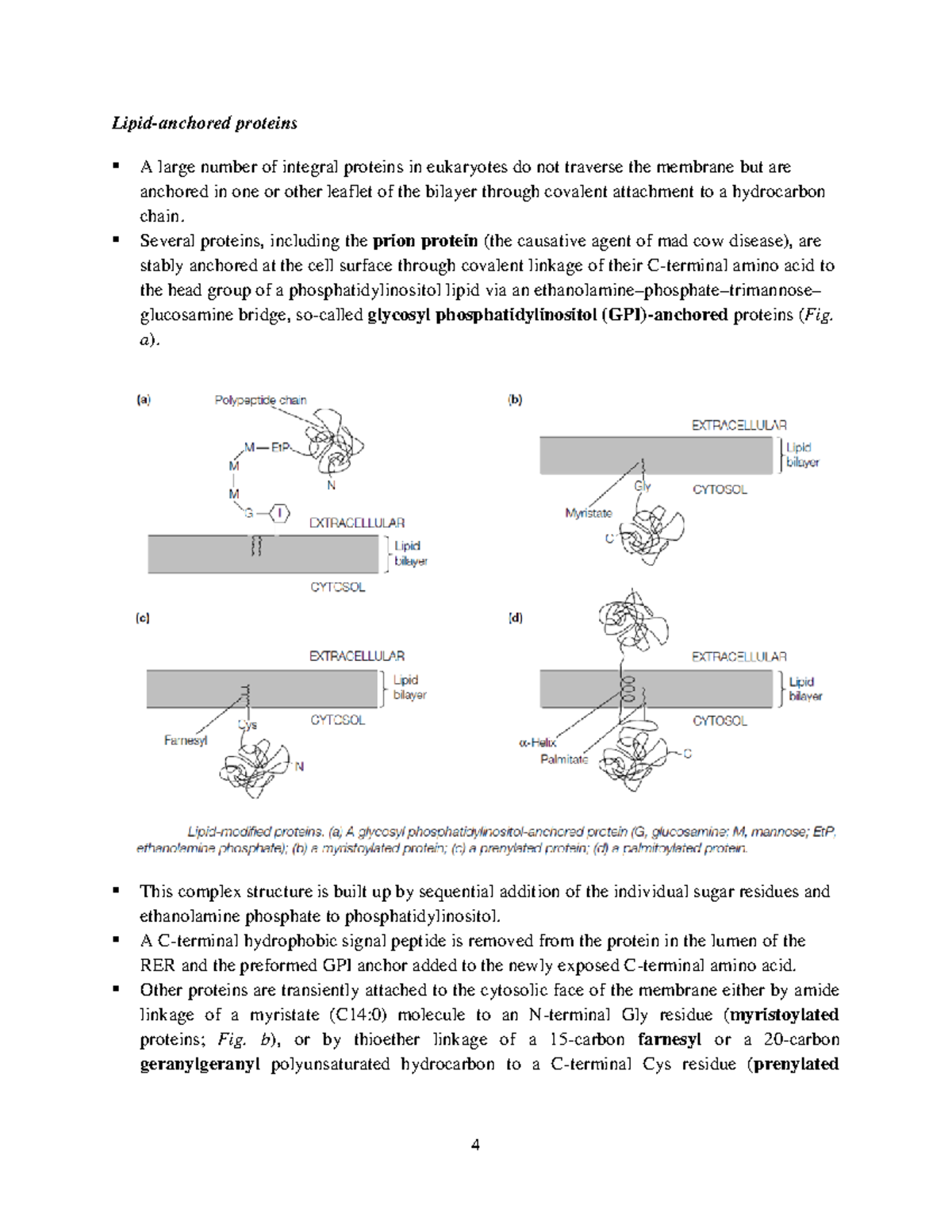 Lecture 2 Membrane Proteins AND Carbohydrate - Lipid-anchored proteins ...